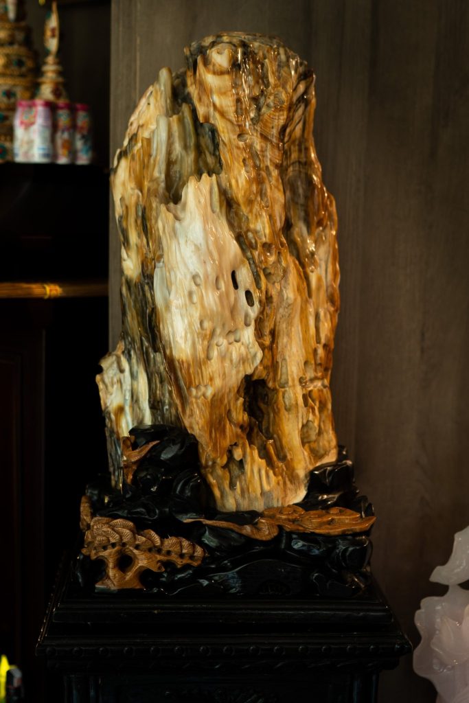 Fossilized Wood: A Marvel of Nature’s Timeless Story! – Giv.edu.vn